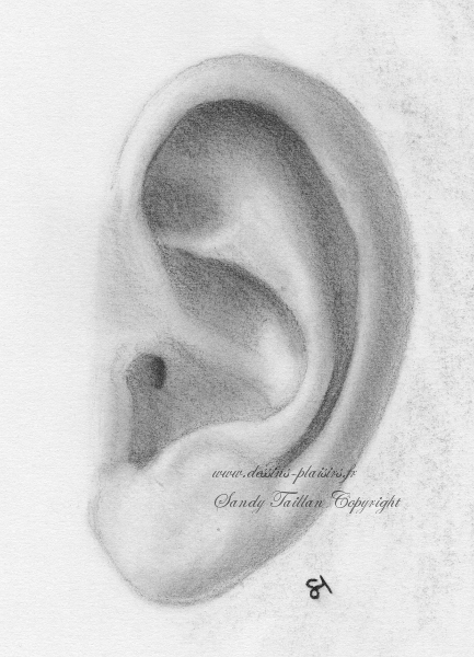 Dessin d'une oreille au fusain